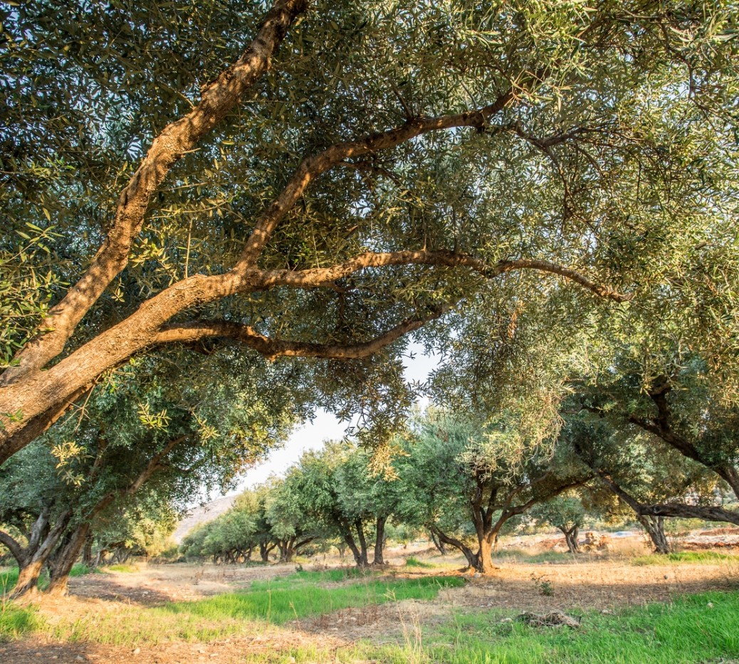 Η Ελιά είναι να πολύτιμο δώρο της φύσης-Ιστορία-Πολιτισμός-Ήλιδα